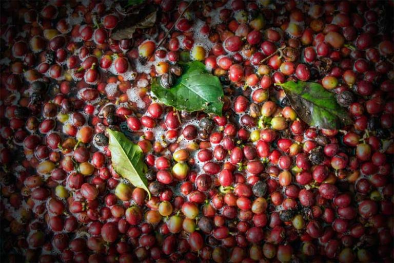 Metode Washed Coffee, Biar Kopimu Lebih Clean dan Cerah